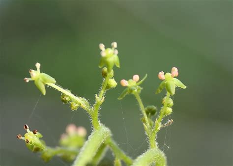 North Queensland Plants Simaroubaceae