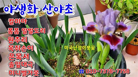 야생화 산야초 미국난장이붓꽃 원추리삼색인동 사계국화 관목의아리 폼폼 말발도리은목서고산과꽃 Youtube