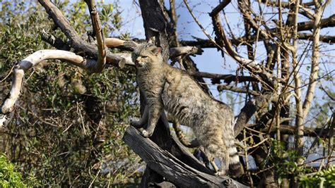 Qué Pasa Con El Gato Montés Felis Silvestris En Andalucía