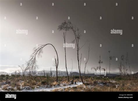 Scorched Earth At Blackmuir Wood In Strathpeffer In The Highlands Of