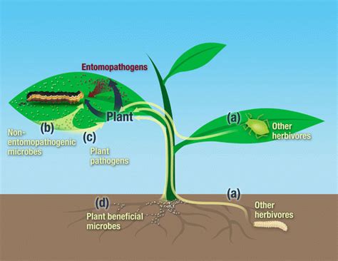 The Tritrophic Interactions Between Plants Insect Herbivores And Download Scientific Diagram