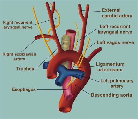 Recurrent Laryngeal Nerve