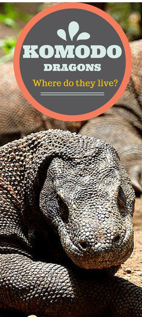 Where To Komodo Dragons Live Next Time Youre Thinking Of Booking A