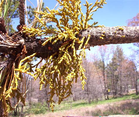 Dwarf Mistletoe Damage Forest Pathology
