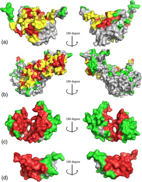 Examples Of Rna Binding Residue Prediction Results Rna Binding Residue