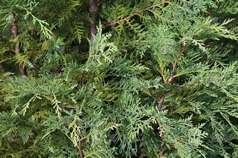 花柏树或假柏树