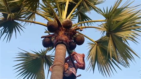 Daily Risky Profession Morning Fresh Toddy Palm Sap Thaati Kallu