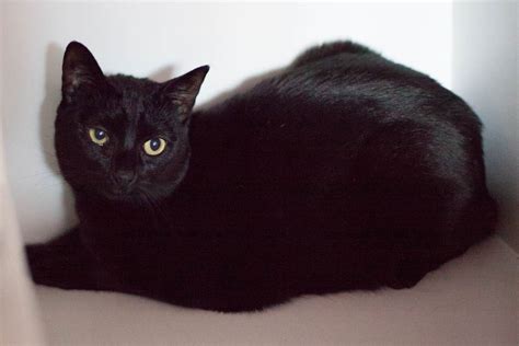 Debunking Myths About Black Cats Pt Debunking Myths About Black Cats Pt