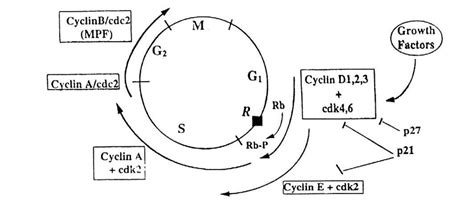 Regulation Of Rb Proteins By Different Cyclin Cdk Complex Mittnacht