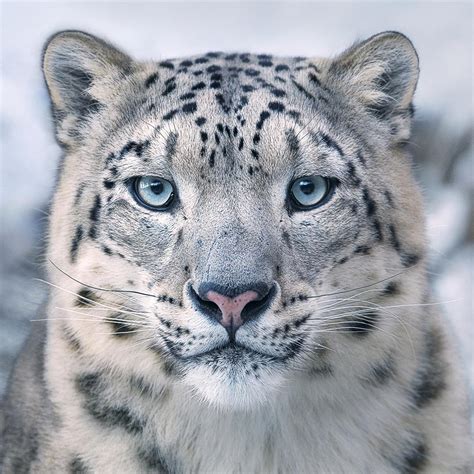 The Face Of A Beautiful Snow Leopard Wildlifeporn