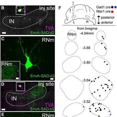 The Rubrospinal Tract Collateralizes To The Interposed Nucleus A