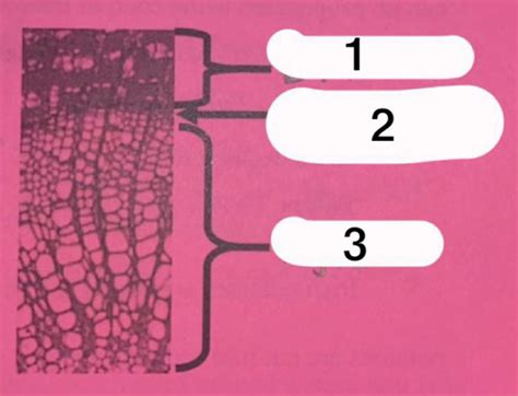 Plant Science Lab Asexual Vegetative Plant Propagation Diagrams