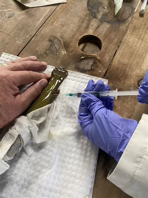 Car Lanza Primer Banco De Adn Para Salvar Al Pez Capitán En Cundinamarca Infobae