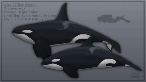 Adult Female And Male Orca By Evgenih On Deviantart