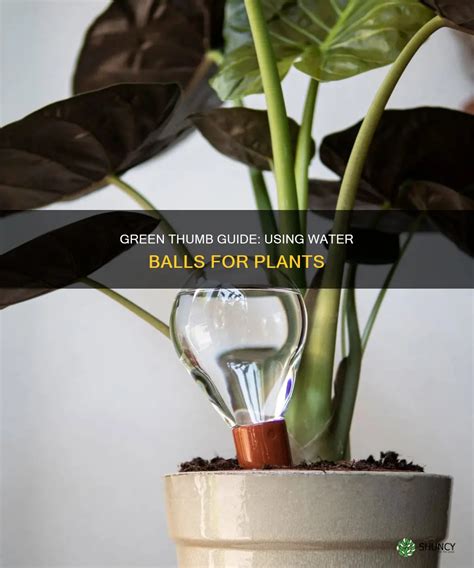 How To Use Plant Water Balls To Keep Plants Hydrated Shuncy