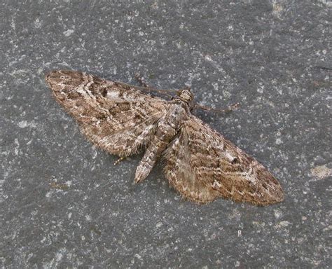 Geometridae Eupithecia Nanata Uk