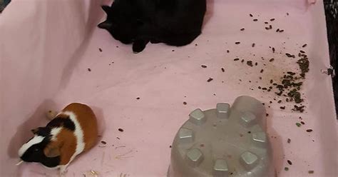 Pardon The Mess Its Been A Rough Few Days But My Cat Crowley Loves