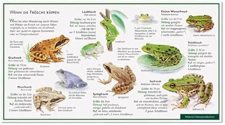Wenn Die Frösche Räppen Die Heimischen Frösche Laubfrosch