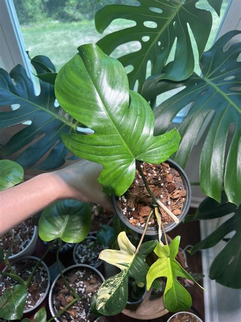 Look At This Phat Ass Leaf On My Florida Green Rrarehouseplants