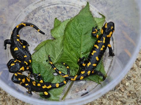 Aktueller Baufortschritt Des Pumpspeicherkraftwerks Ebensee