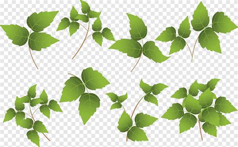 ورقة اللبلاب السام Png