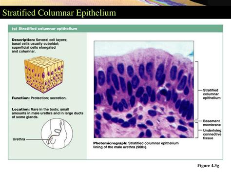 Ppt Tissues Powerpoint Presentation Free Download Id814192