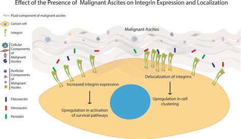 Integrins In Ovarian Cancer Survival Pathways Malignant Ascites And