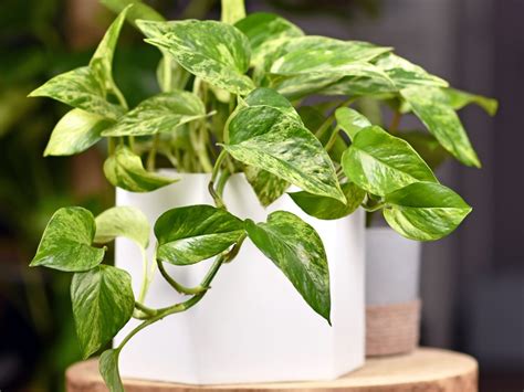 How To Propagate Pothos Plant Hydro Garden Geek