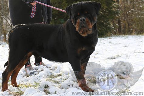 Aron Timit Tor Guardian Rottweilers