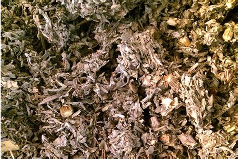 Wormwood - Ingredient | ChefSteps