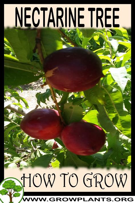 Nectarine Tree How To Grow And Care