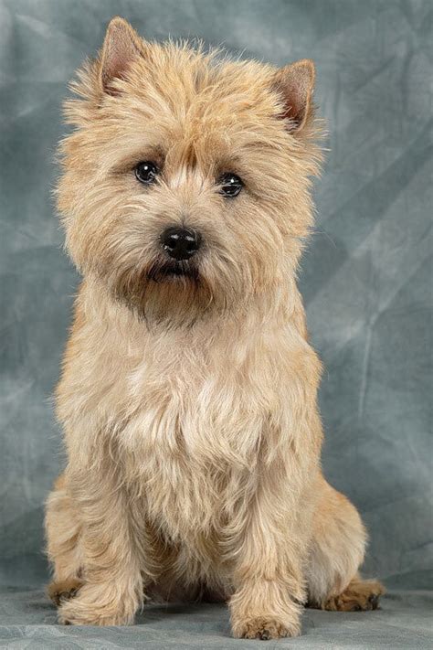 Керн терьер