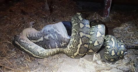 Horror Snake Attacks In Indonesia After Woman Inside 20ft Python News