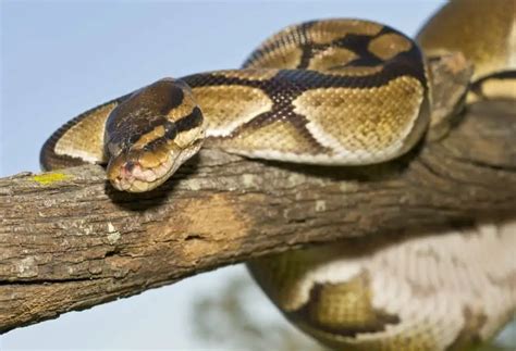 11 Signs Of A Dying Ball Python Causes And Prevention