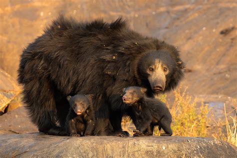 Sloth Bear Mother And Cubs Francis J Taylor Photography
