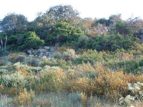 California Coastal Sage Scrub Plant Community