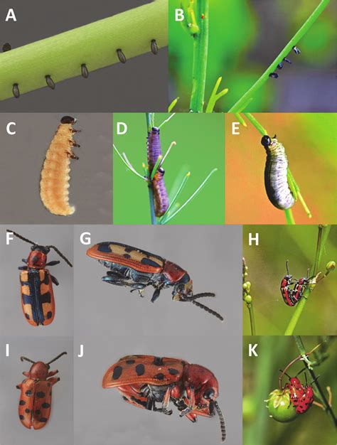 The Common Asparagus Beetle And Spotted Asparagus Beetle Coleoptera