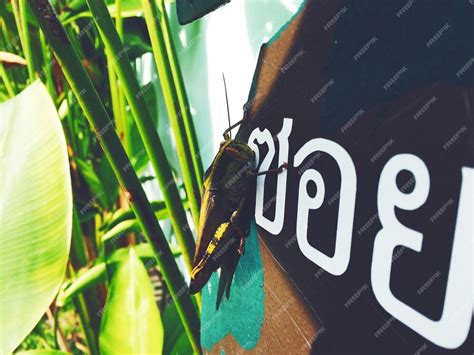 Premium Photo Grasshopper On Wall