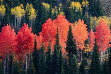 Autumn Forest Tree Background Graphic By Sania Graphics · Creative Fabrica