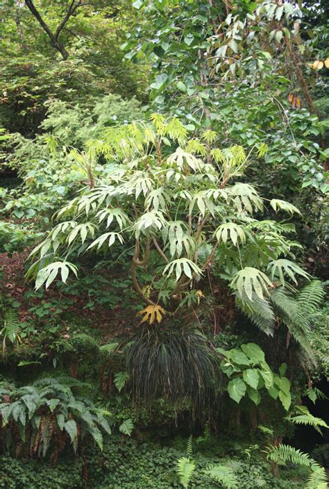 Fatsia Polycarpa Needham Form Pan Global Plants