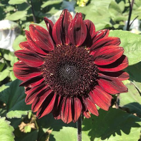 Park Seed Procut Red Sunflower Seeds Deep Red 4 Inch