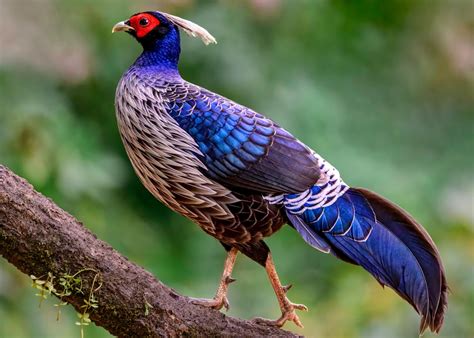 Top 5 Gallo Pheasants Essential Breeds For Exotic Collections