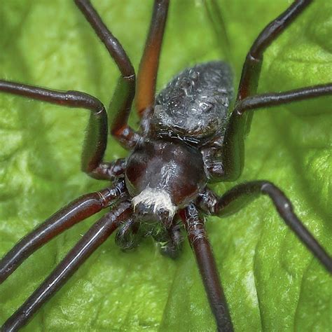 16 Spiders That Look Like Black Widows False Widows With Pictures