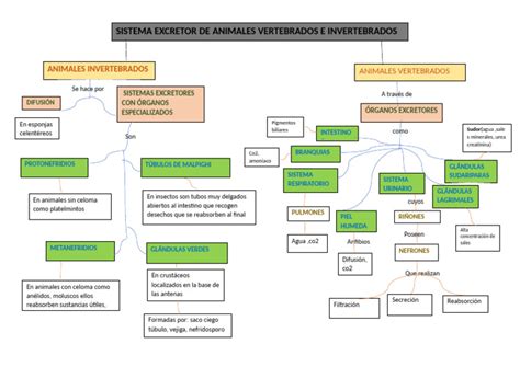 Mapa Mental Del Sistema Excretor Pdf
