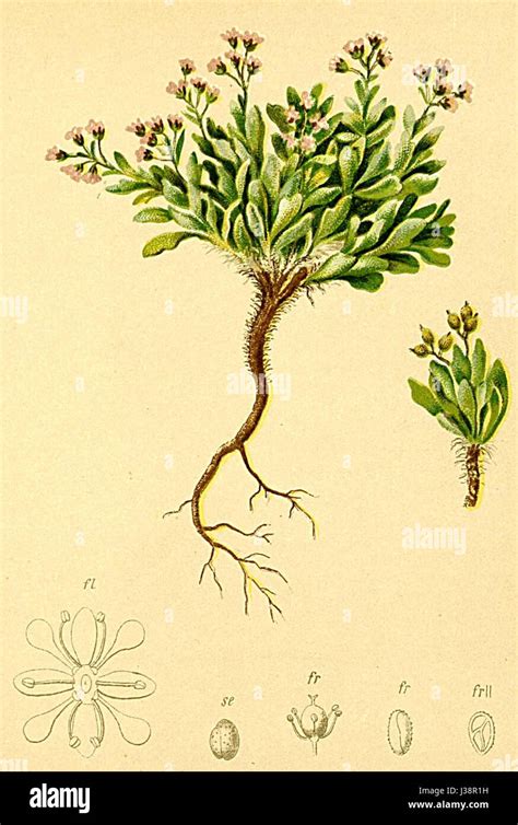 Cochlearia Officinalis Also Known As The Common Scurvy Grass Is A