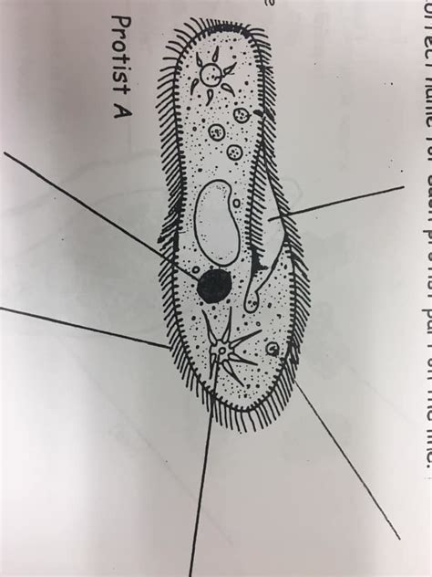 Paramecium Cell Membrane Drawing