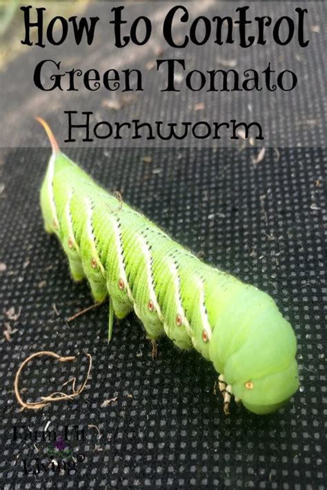 How To Control Green Tomato Hornworm Tomato Hornworm Garden Pest