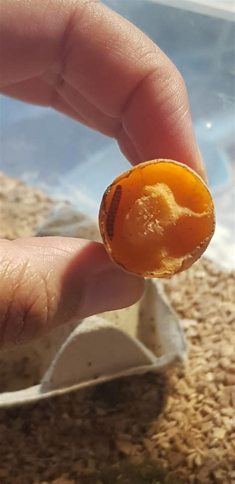 Unindentified Worms In Roach Bin Rleopardgeckos