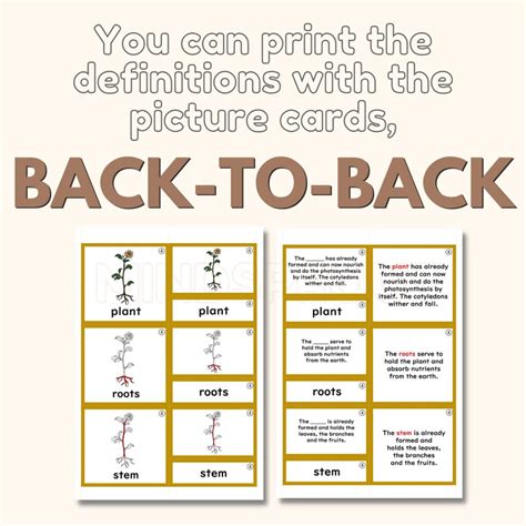 Plant Life Cycle With Parts 5 Part Cards And Booklets