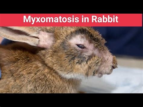 Myxomatosis In Rabbit Diseases Symptoms Prevention Treatment Youtube